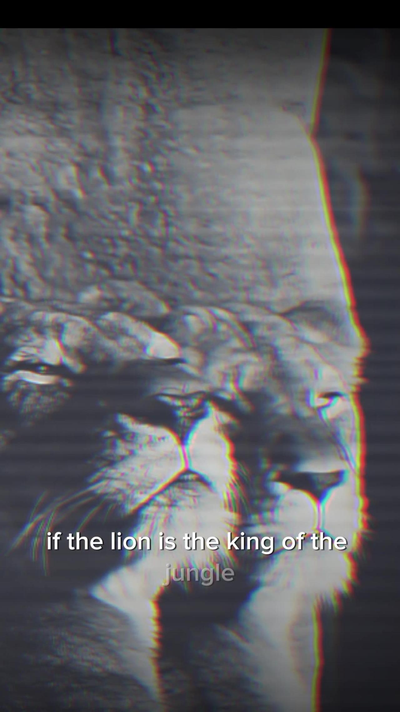 Lion Mentality Motivational Video One News Page Video