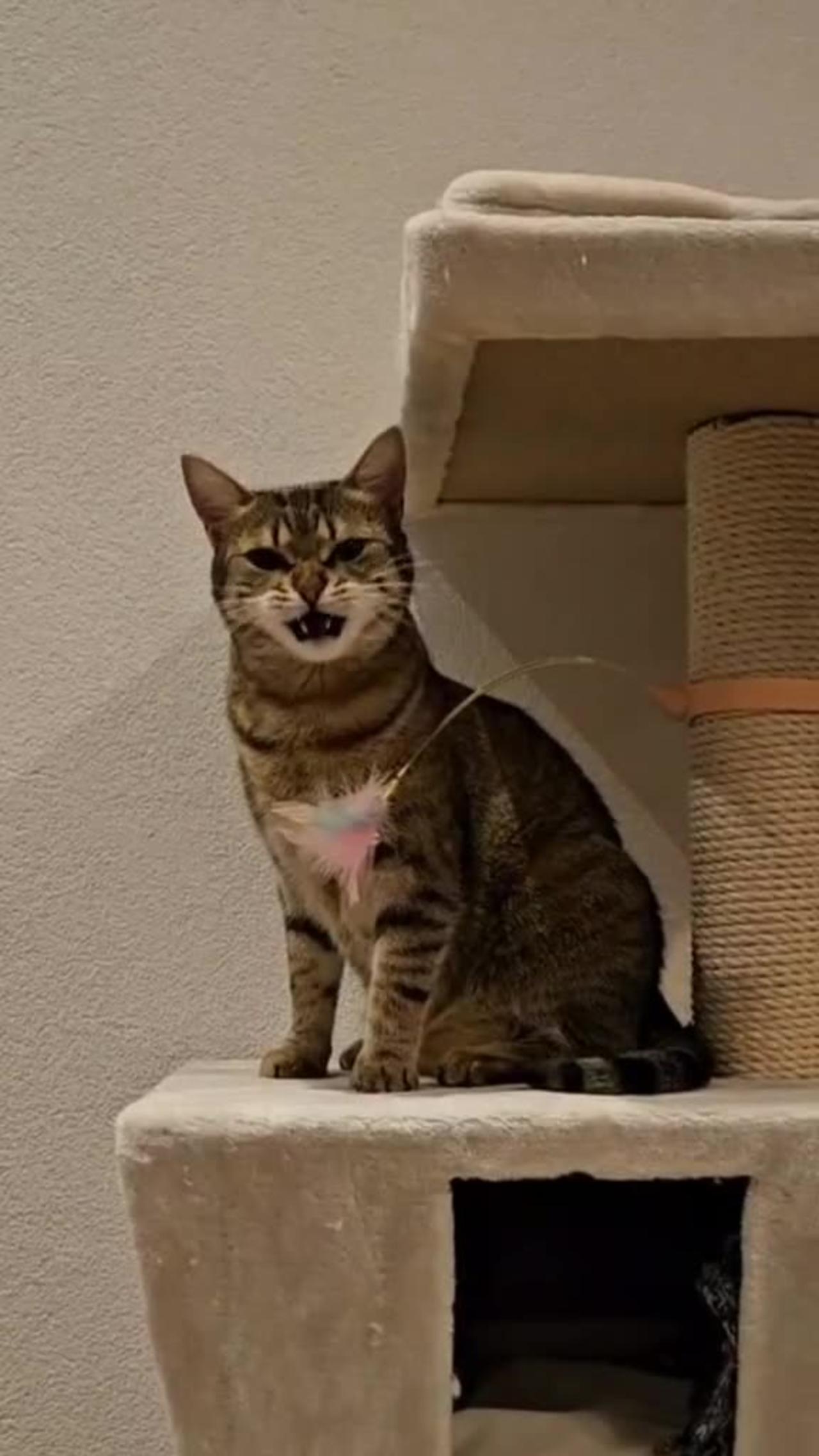 Cat Speaking German - One News Page VIDEO