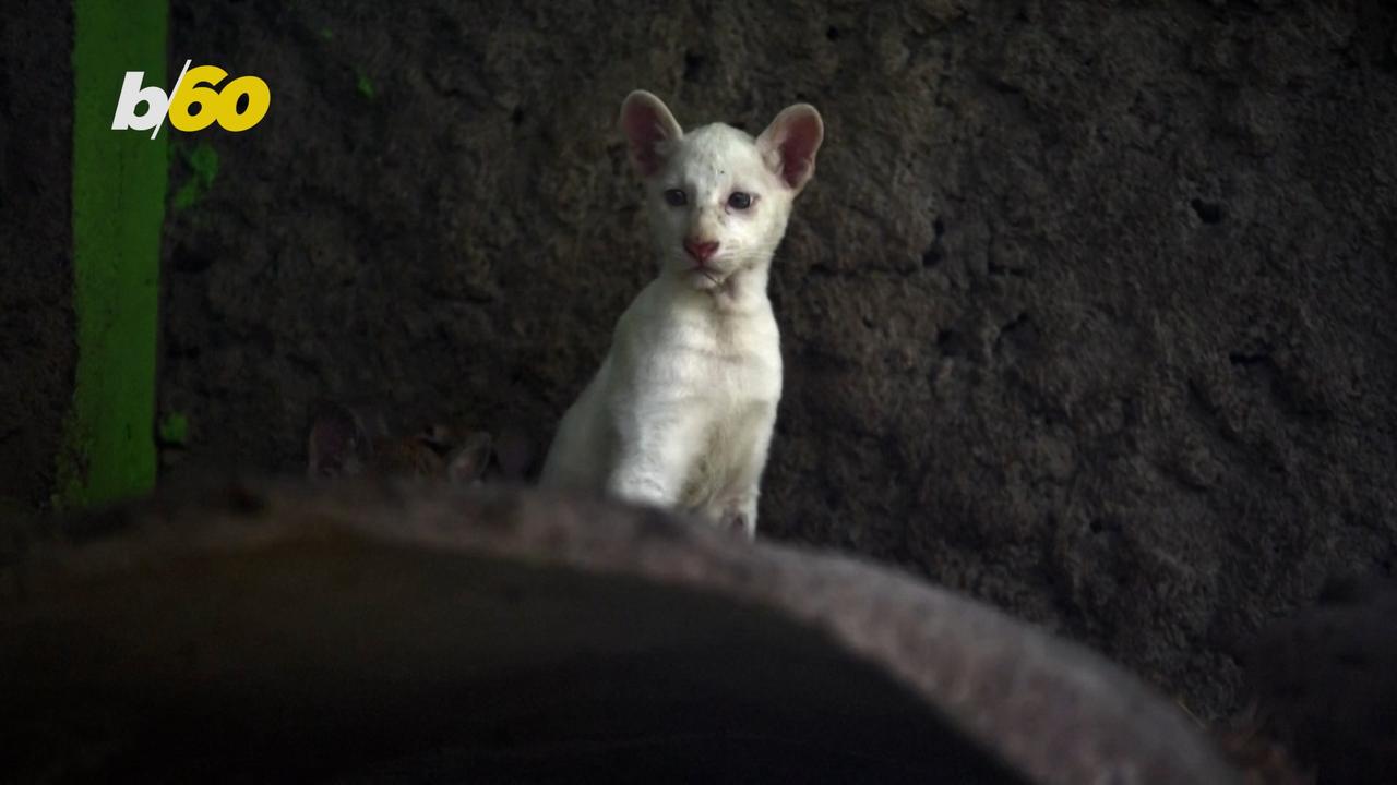Ultra Rare Albino Puma Unveiled at Nicaraguan - One News Page VIDEO