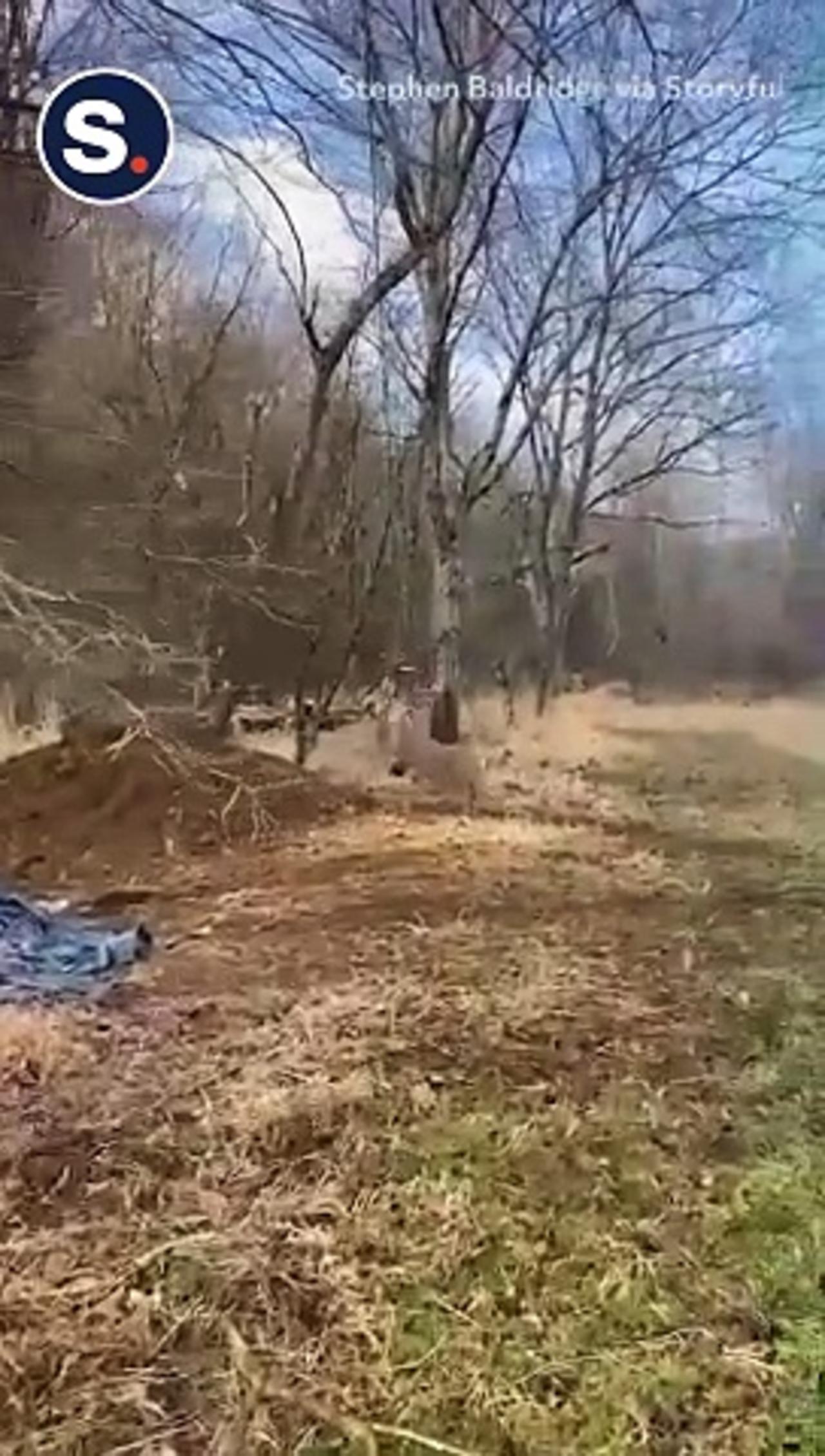 Men Rescue Deer With Antlers Stuck in Rope - One News Page VIDEO