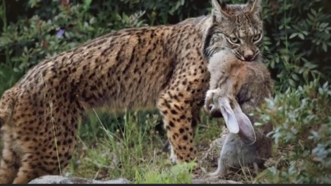 Linx cat is a predator that is unique in hunting - One News Page VIDEO