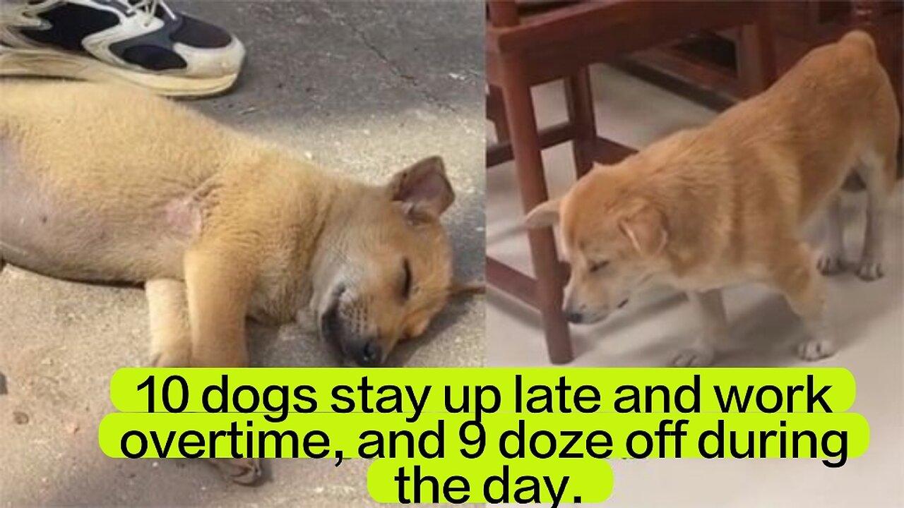 10 dogs stay up late and work overtime, and 9 - One News Page VIDEO
