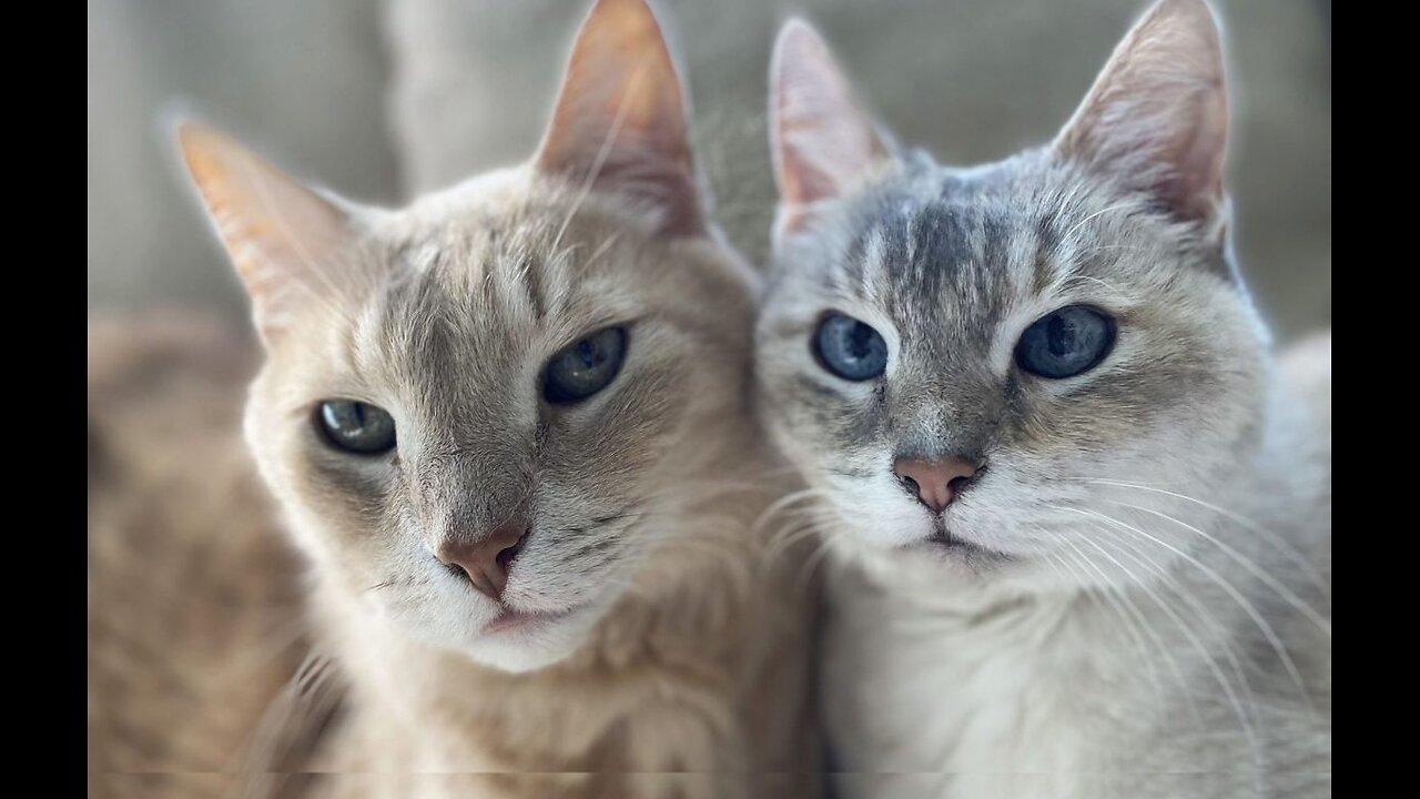 Meet Our Kittens Cat Today — Cute Kittens Cat - One News Page VIDEO