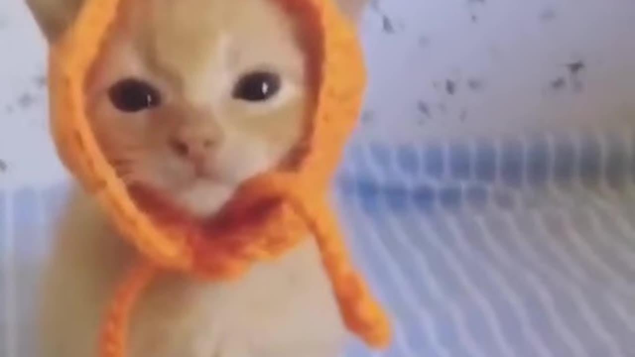 Im A Cat - One News Page VIDEO