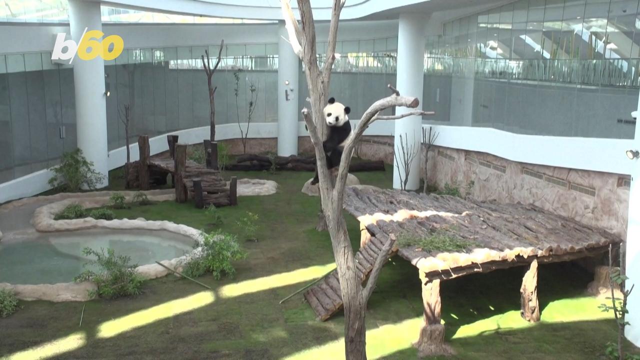 This Giant Panda House in Qatar is the Thing of - One News Page VIDEO