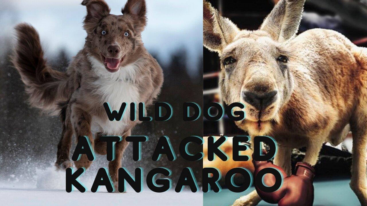 Wild Dog Encounter: Intense Moment as Kangaroo - One News Page VIDEO