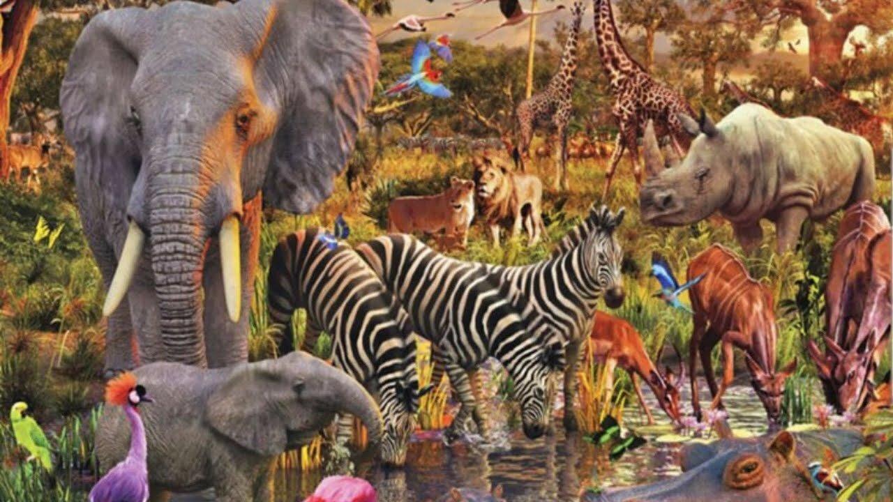 Wild Kingdom Revealed: A Natural World - One News Page VIDEO