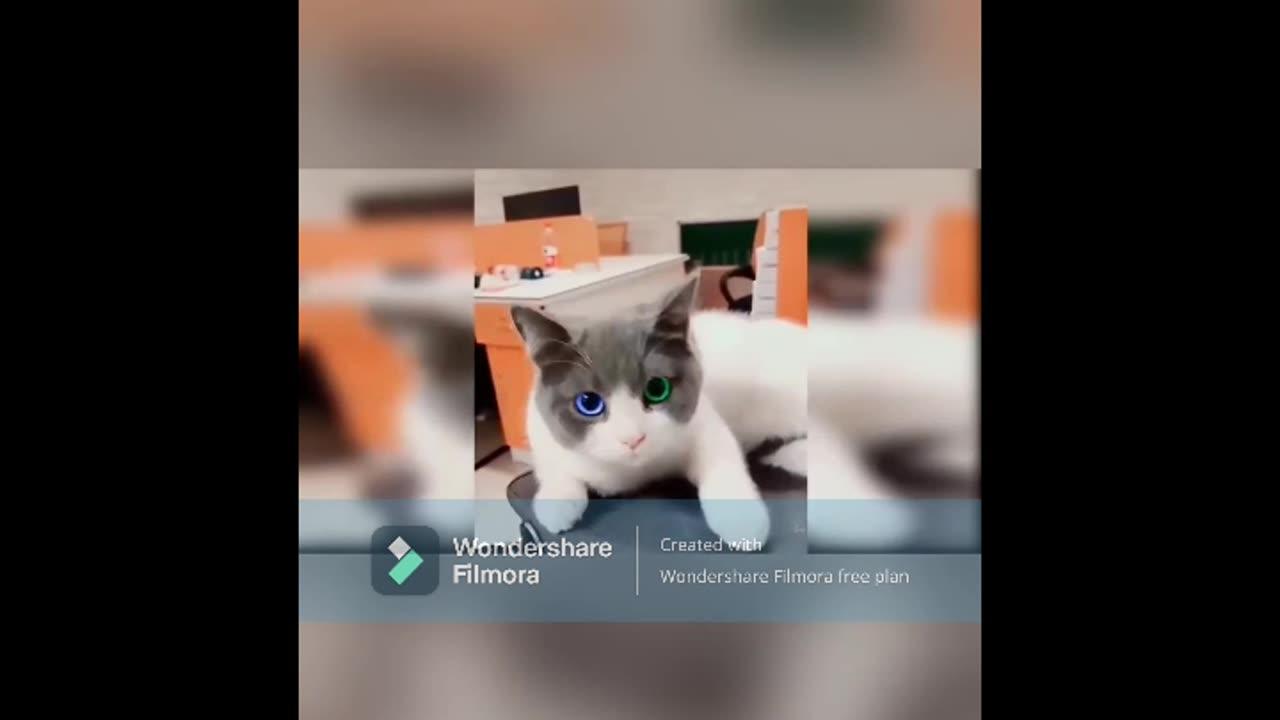 Super CUTE and FUNNY Munchkin Cats - One News Page VIDEO