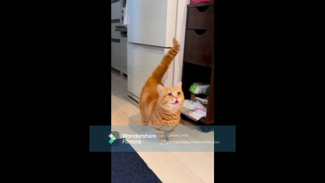 Super CUTE and FUNNY Munchkin Cats - One News Page VIDEO