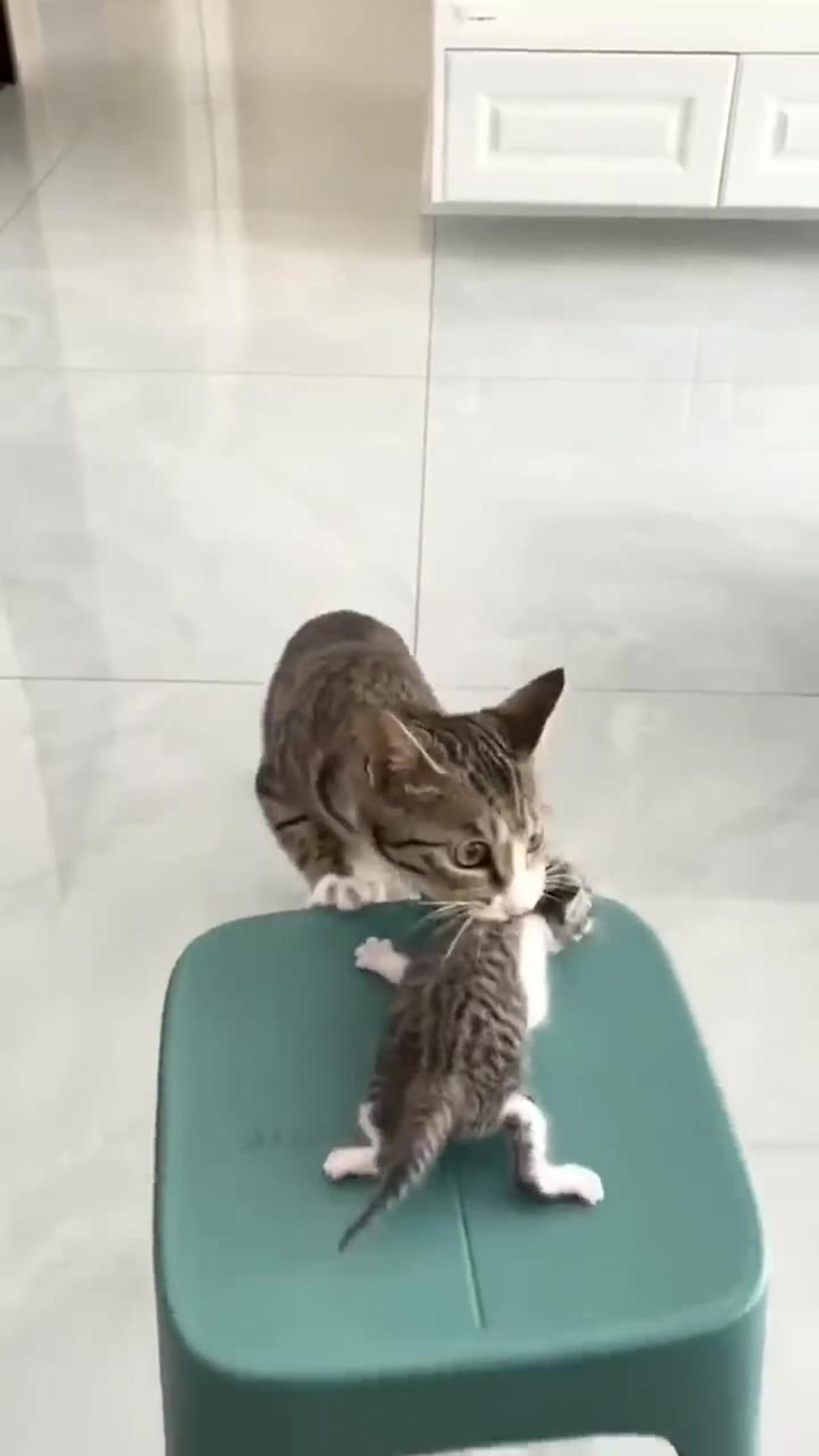 mom cat - One News Page VIDEO