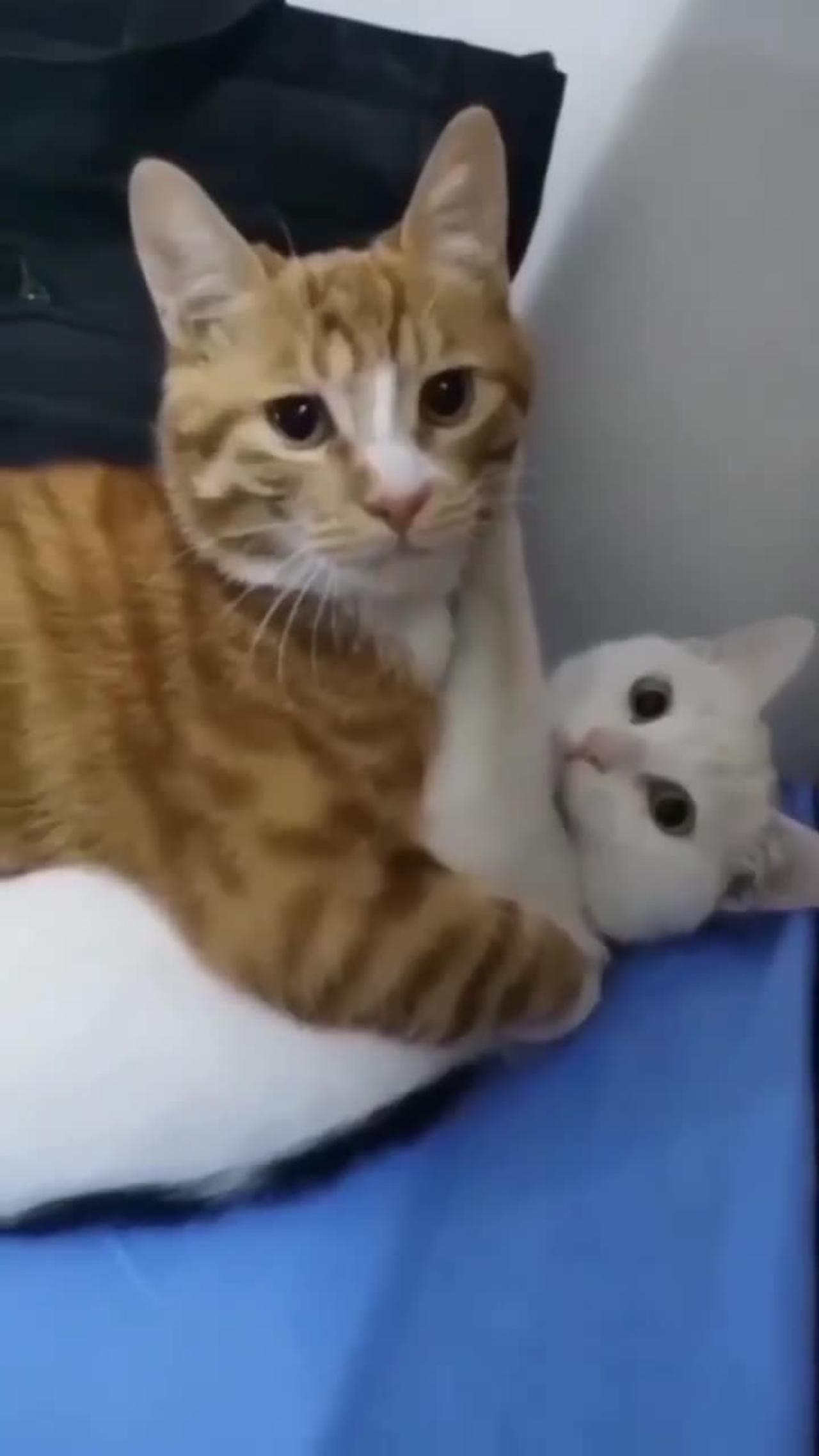 Crazy cats - One News Page VIDEO