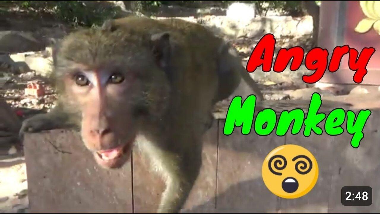 Big Monkey React Angry When Being Filmed 3 - - One News Page VIDEO