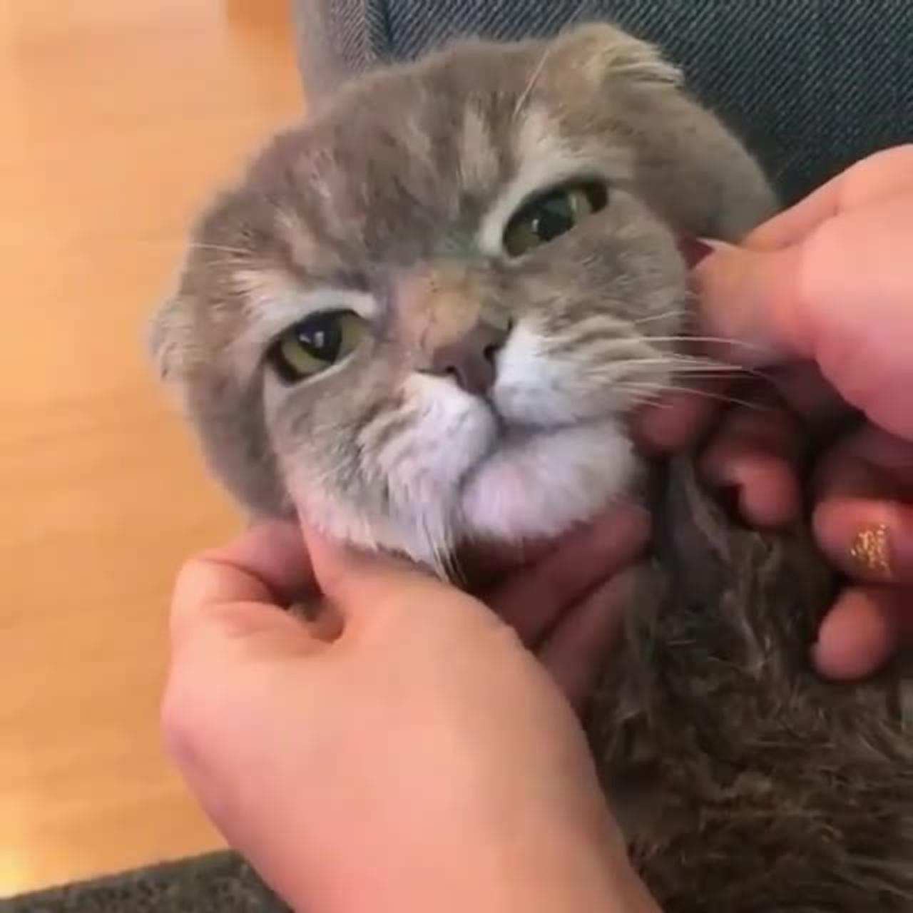 Innocent cat massage time - One News Page VIDEO