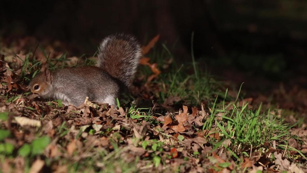 Squirrels are generally small rodents with - One News Page VIDEO