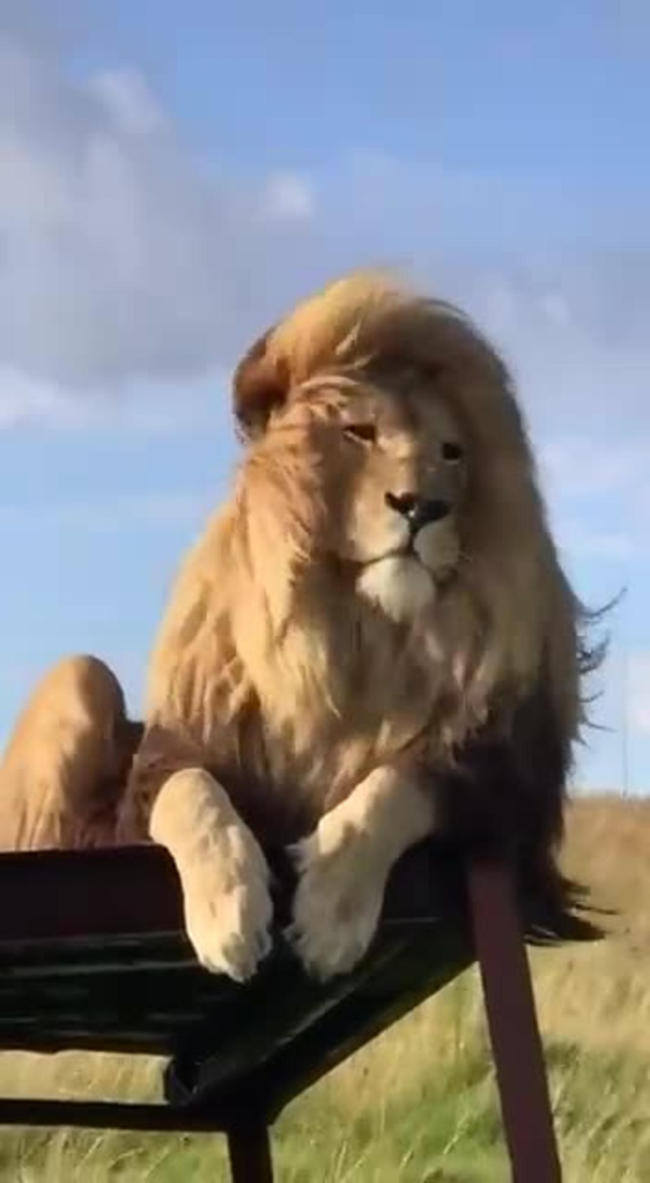 The KING in Masai Mara National Reserve, Kenya - One News Page VIDEO