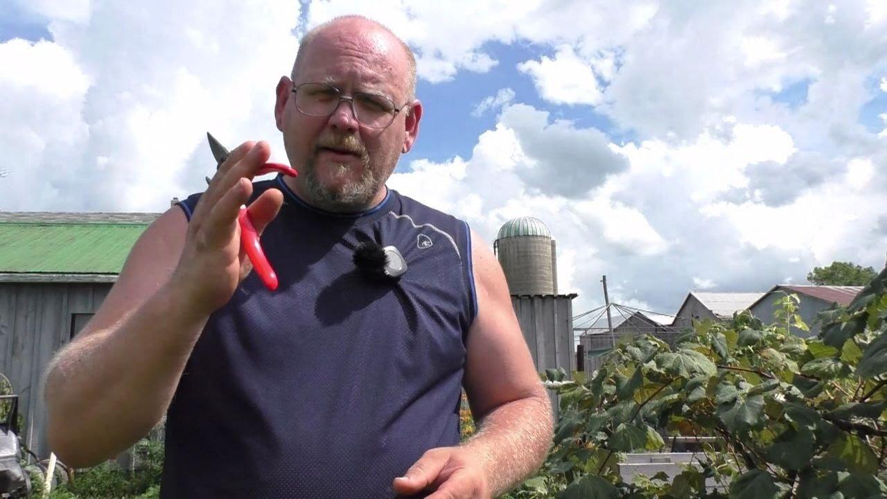 Let the Kune Kunes eat CAKE! - One News Page VIDEO