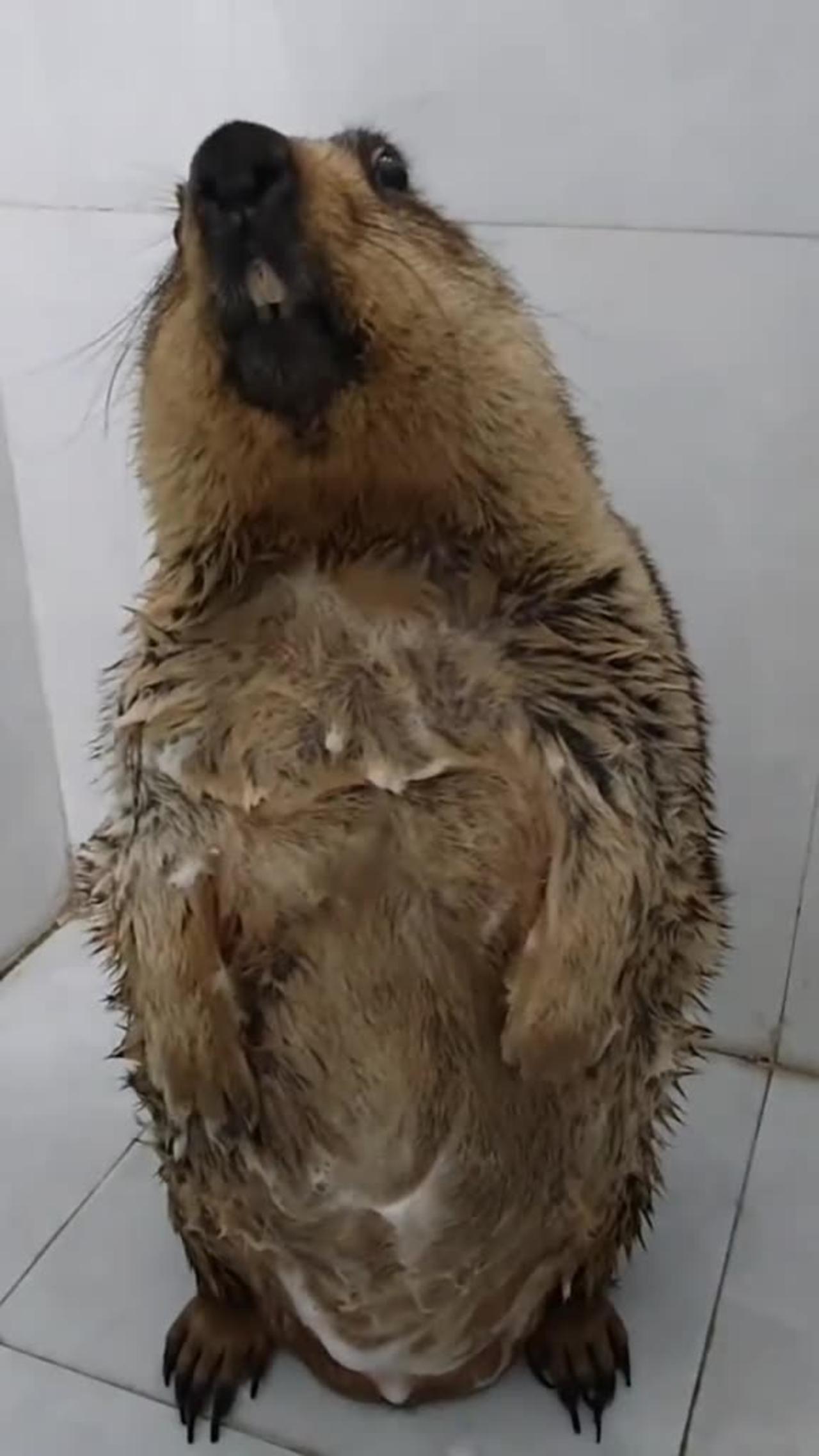 Marmot bathing 😁 - One News Page VIDEO
