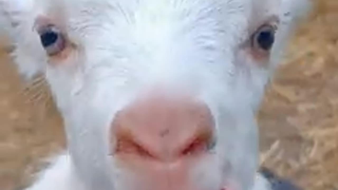 Goat kid - One News Page VIDEO