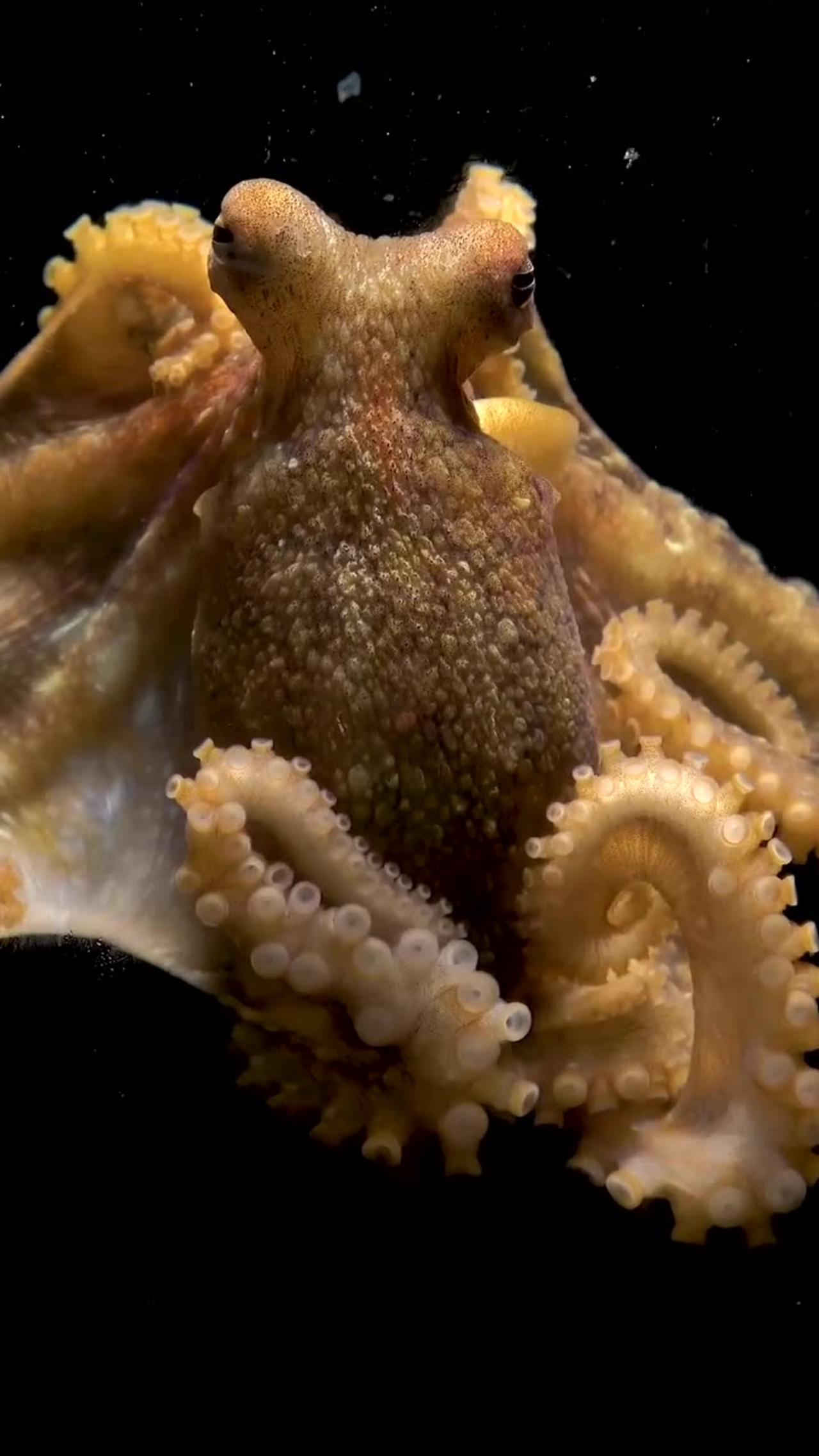 A red octopus blessing your feed #PhotoArk - One News Page VIDEO