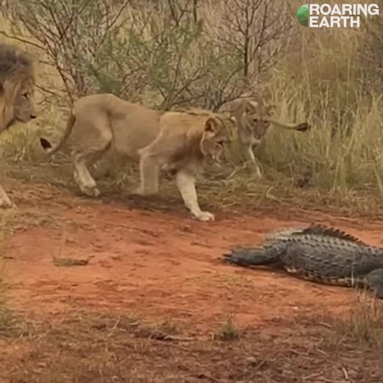 Lions vs. Crocodile: Lion Attacks Croc On Land - One News Page VIDEO