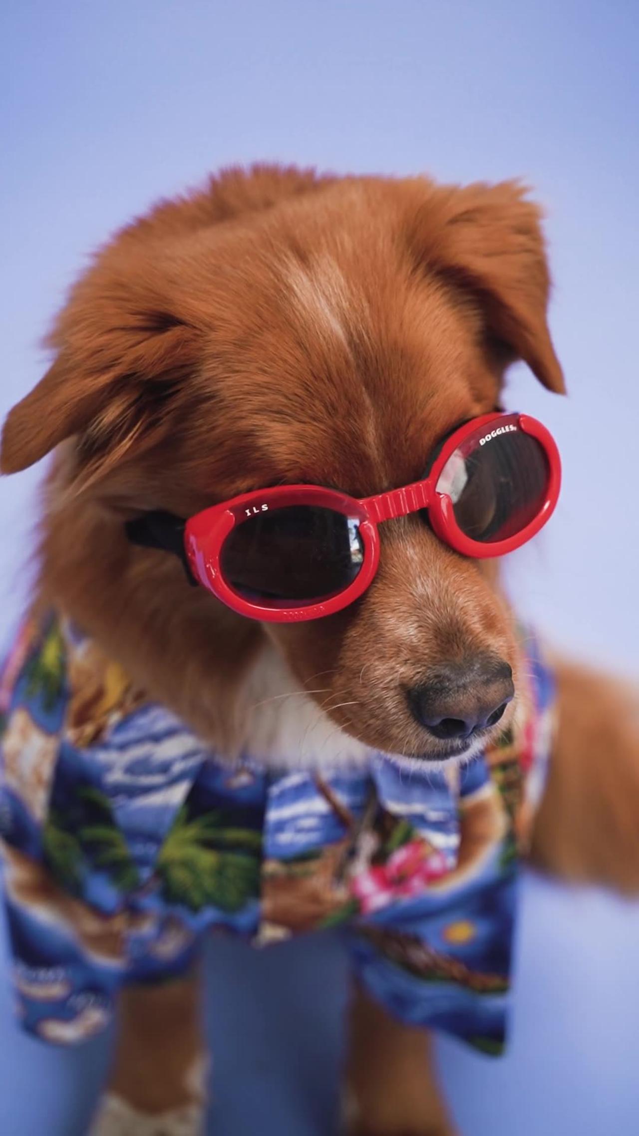 Funny Dog - One News Page VIDEO