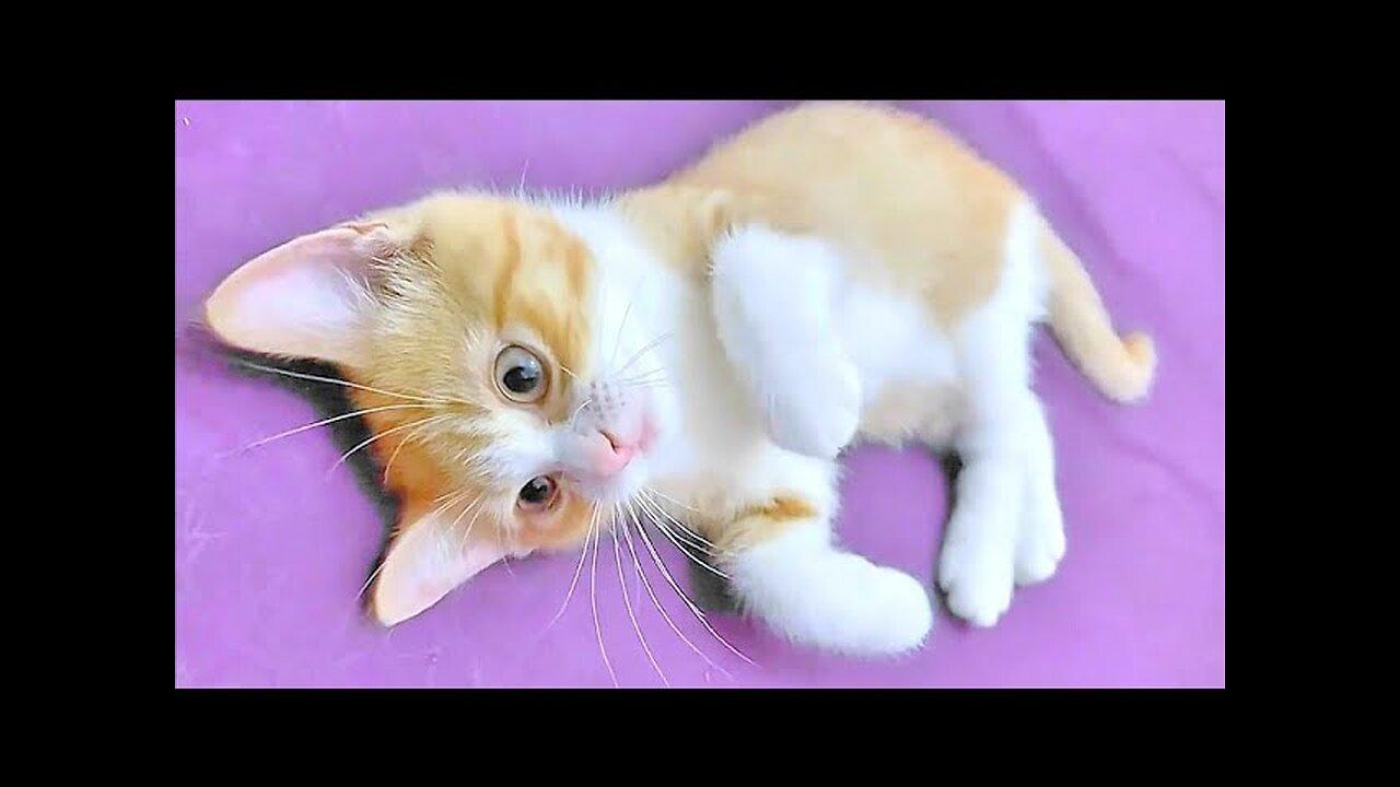 Tiny Kitten With Adorable Cute Face | Cute - One News Page VIDEO