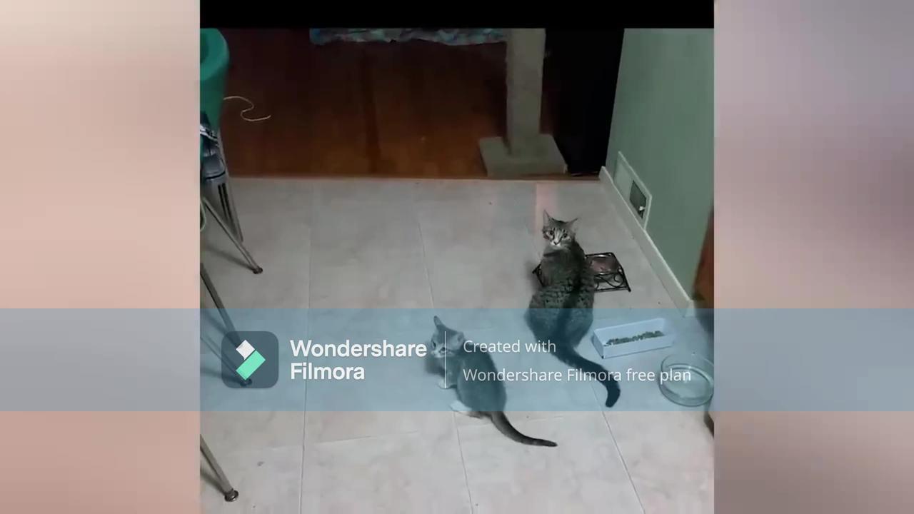 CUTE and FUNNY Munchkin Cats! - One News Page VIDEO