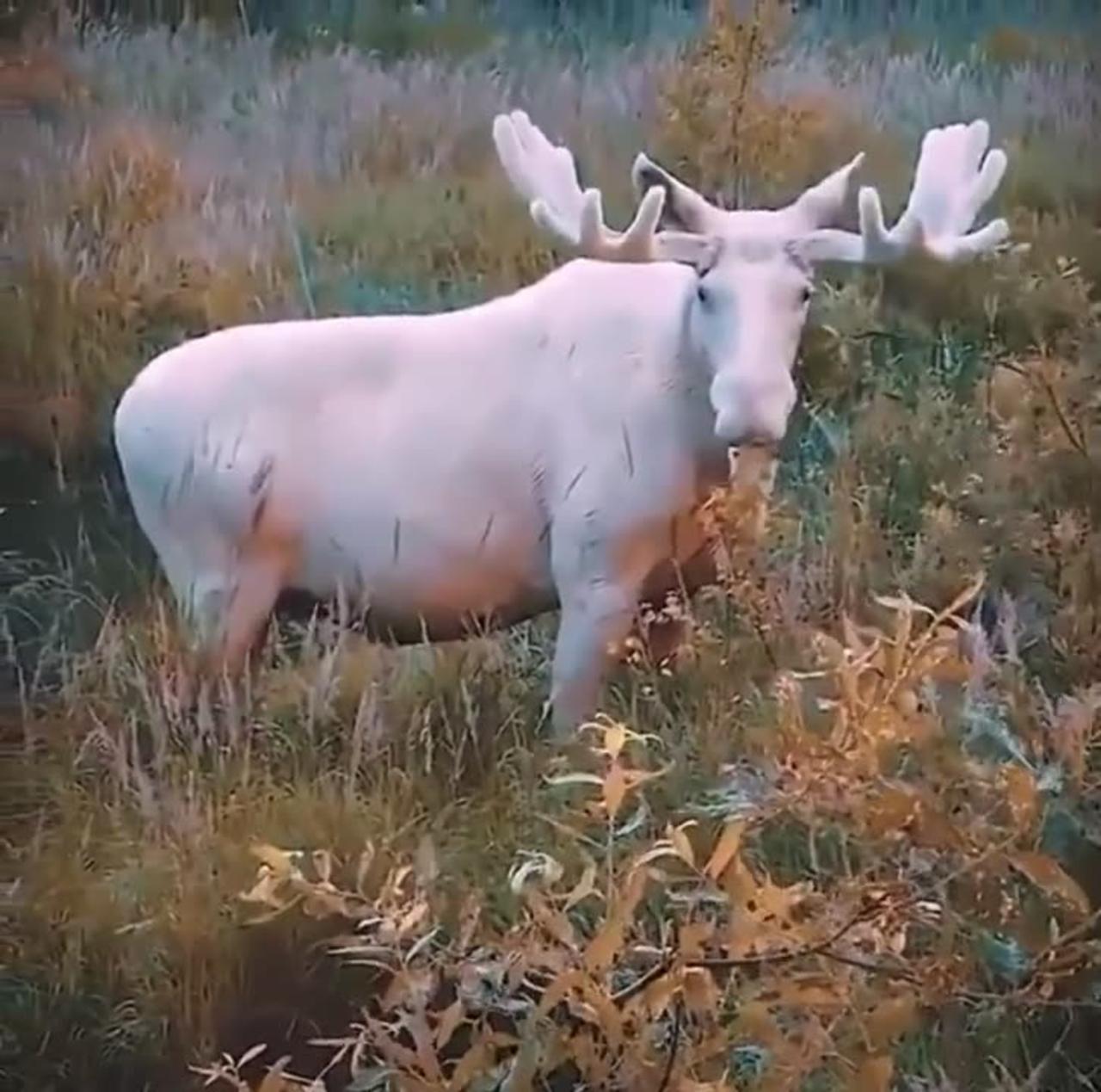 The white moose are rare, and specimens - One News Page VIDEO
