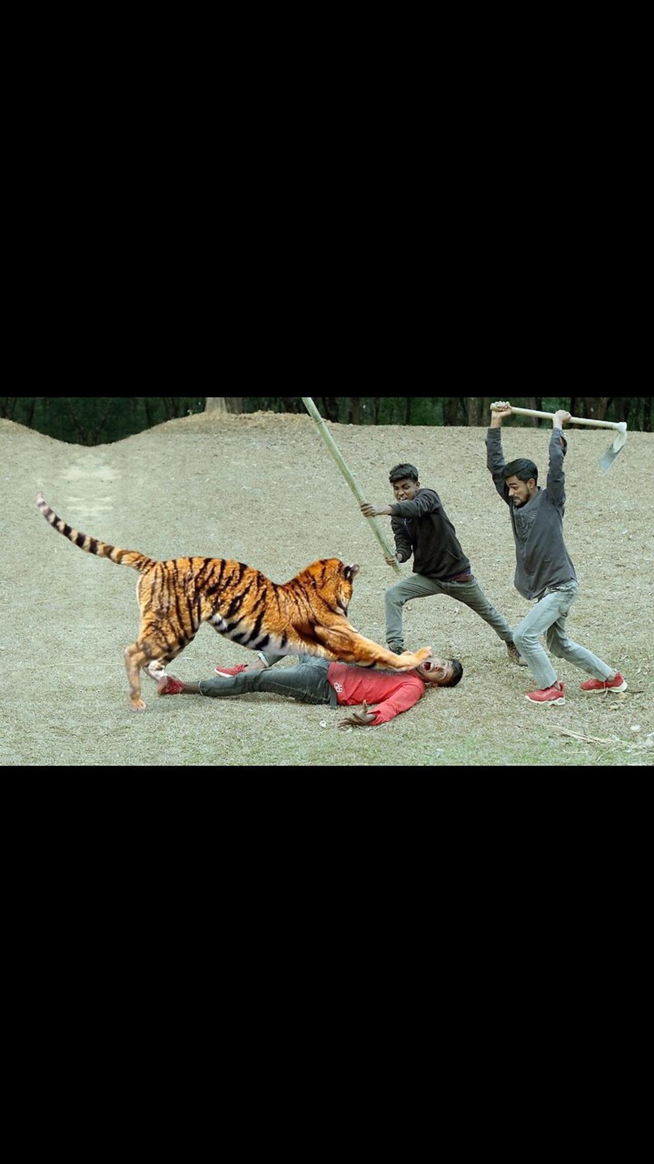 Tiger attack dogs and humans - One News Page VIDEO
