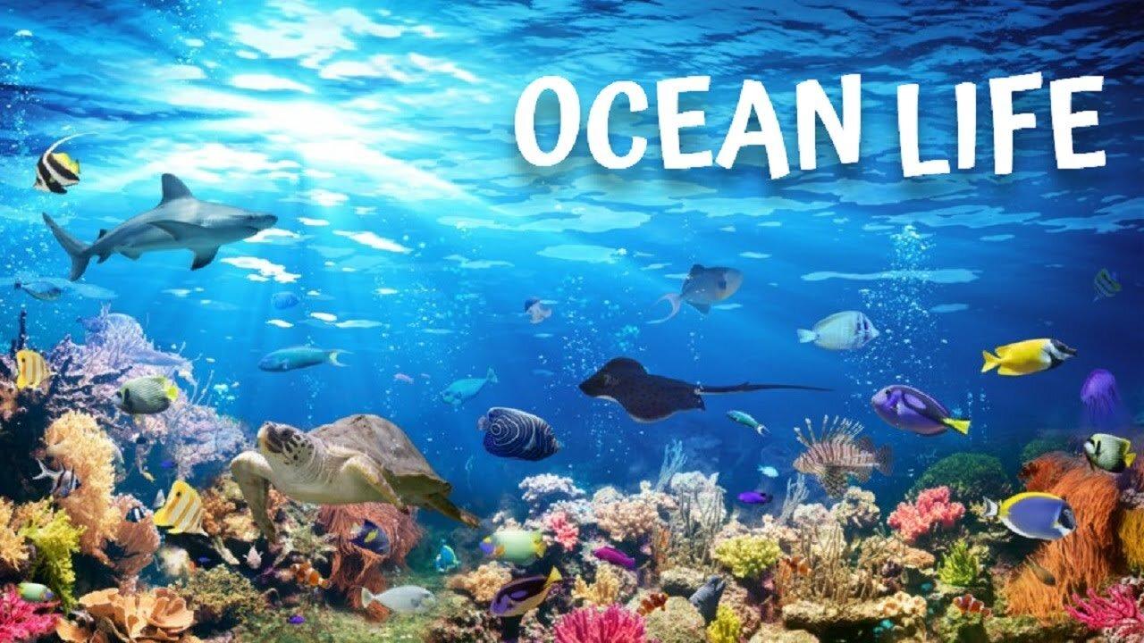 Ocean Life. Documentary: Unveiling the Mysteries - One News Page VIDEO