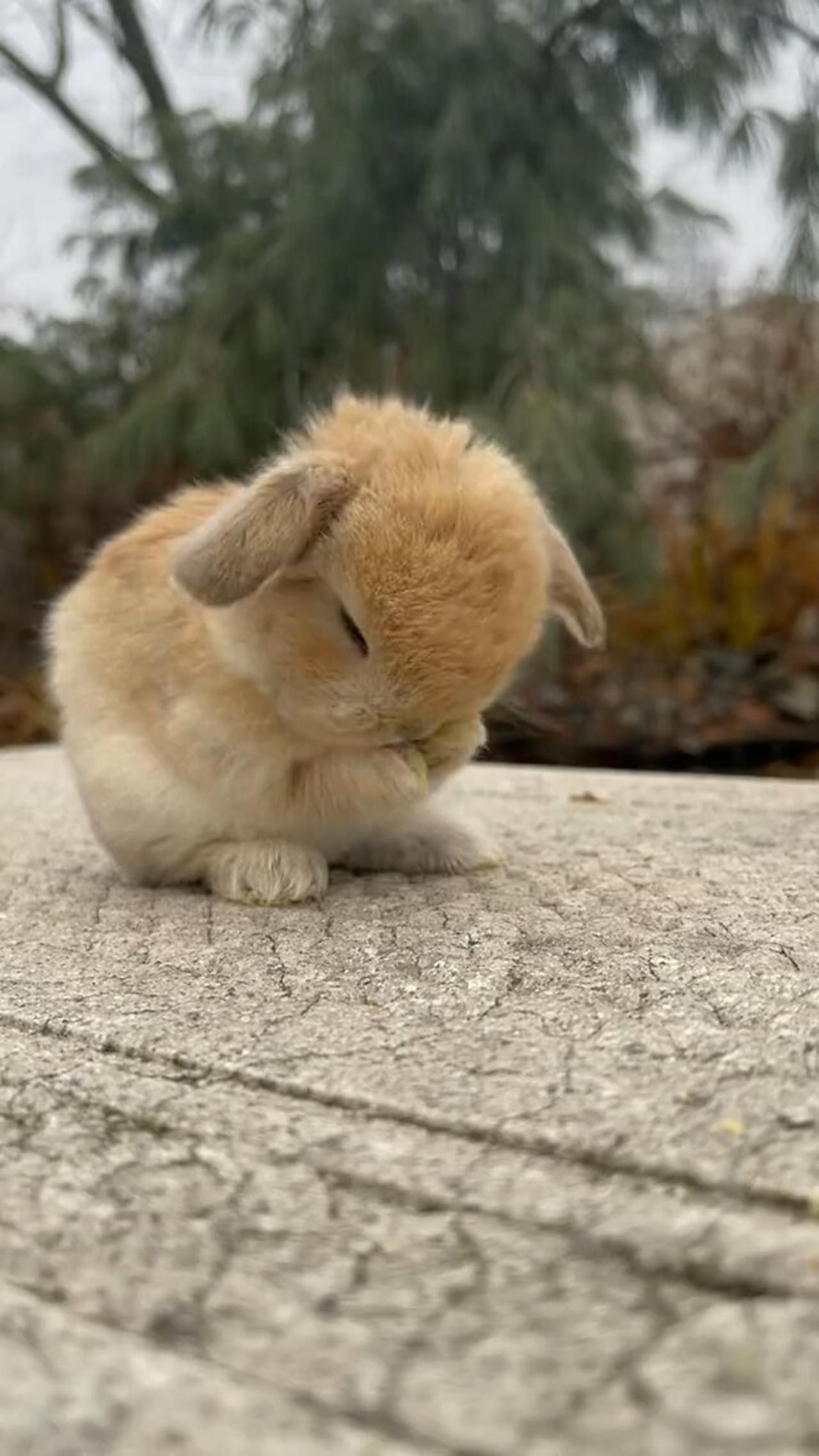 The cutest creature ever 🫶🥹 - One News Page VIDEO