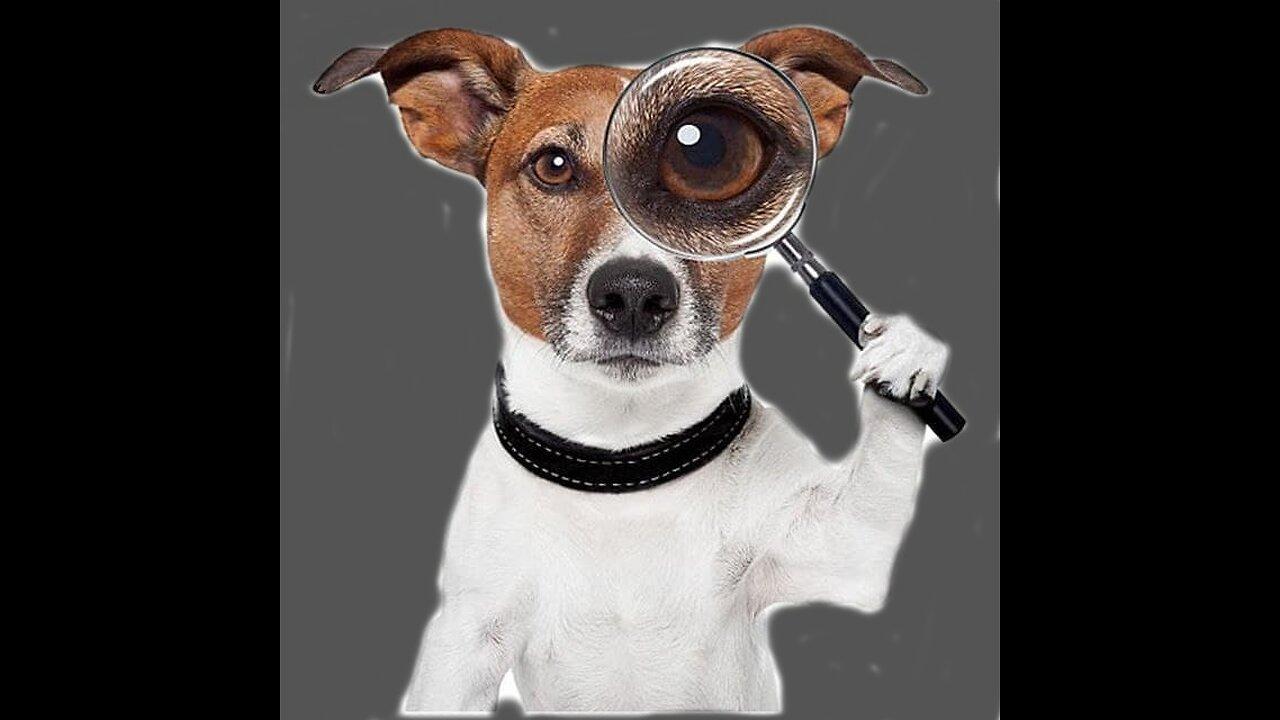 Da Plane... Da Plane... Don't Fly The - One News Page VIDEO