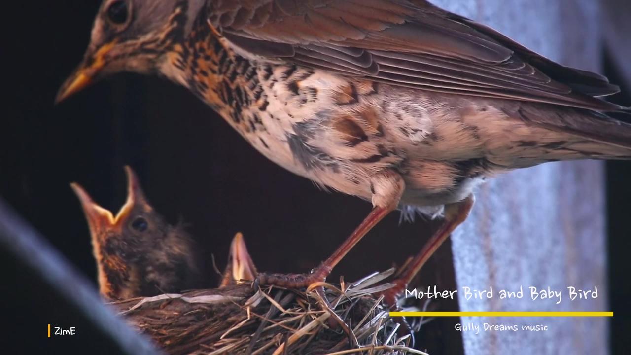 Mother Brid and baby bird - One News Page VIDEO