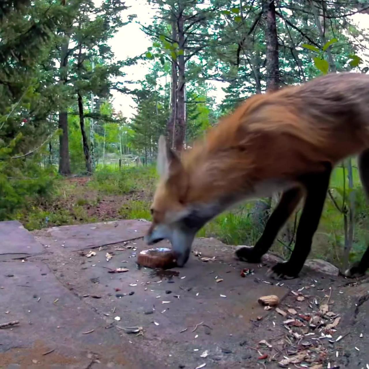 Fearless Cat vs Fox......!!!! - One News Page VIDEO