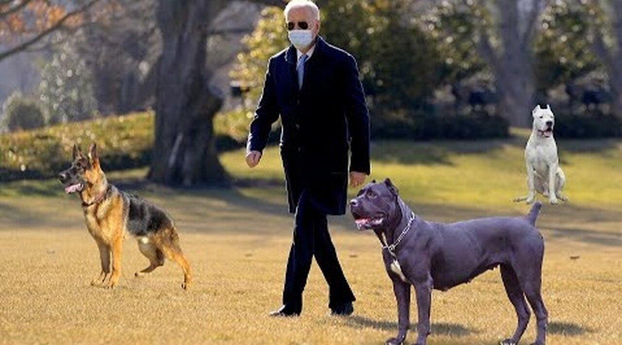 These Dogs Guard the Home of US President Joe - One News Page VIDEO