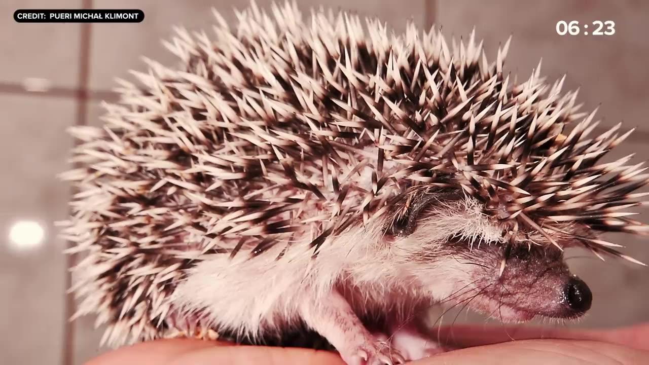 A Solid 20 Minutes of Useless Science Facts - One News Page VIDEO