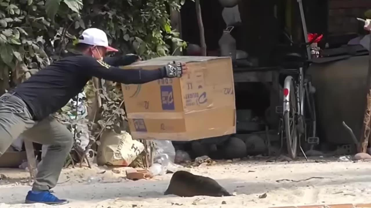 Troll Prank Dog Funny & fake Lion and Fake - One News Page VIDEO