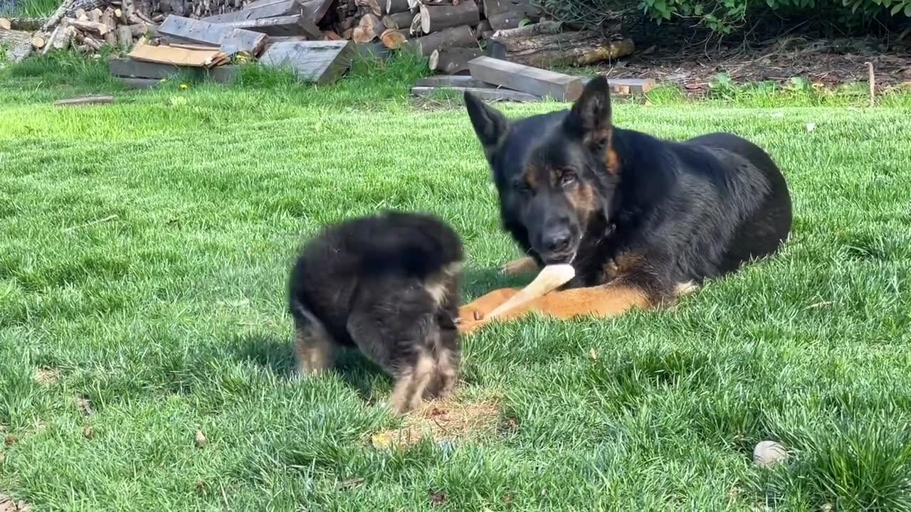 week German shepherd puppies bonding with DAD - One News Page VIDEO