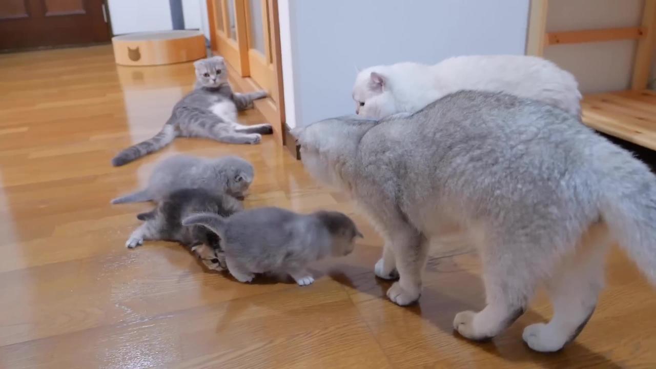The kitten approaching the daddy cat to play - One News Page VIDEO