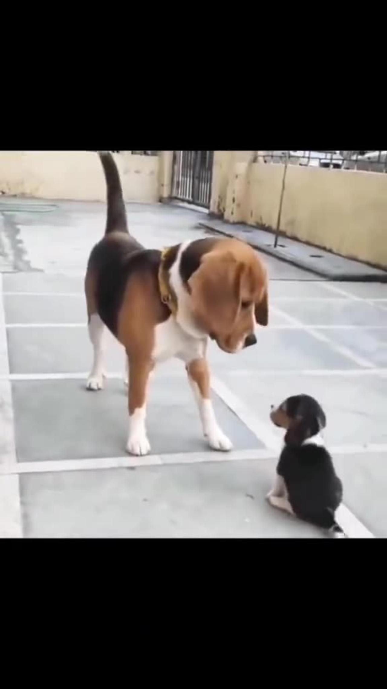 FUNNY CATS and DOGS - One News Page VIDEO