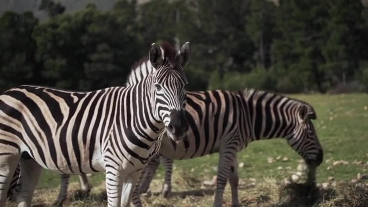 Discovering the Fascinating World of Zebra - One News Page VIDEO