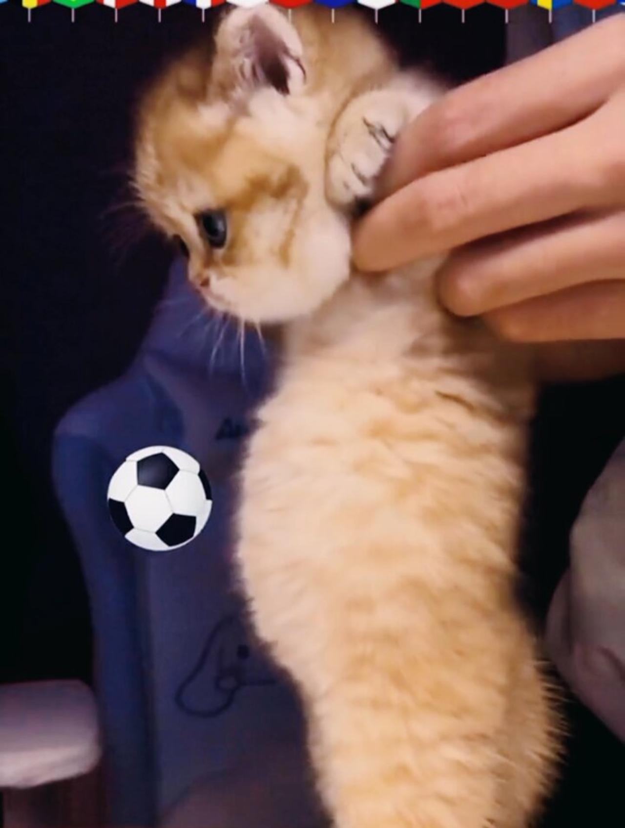 Which team do you support?cute cat follow for - One News Page VIDEO