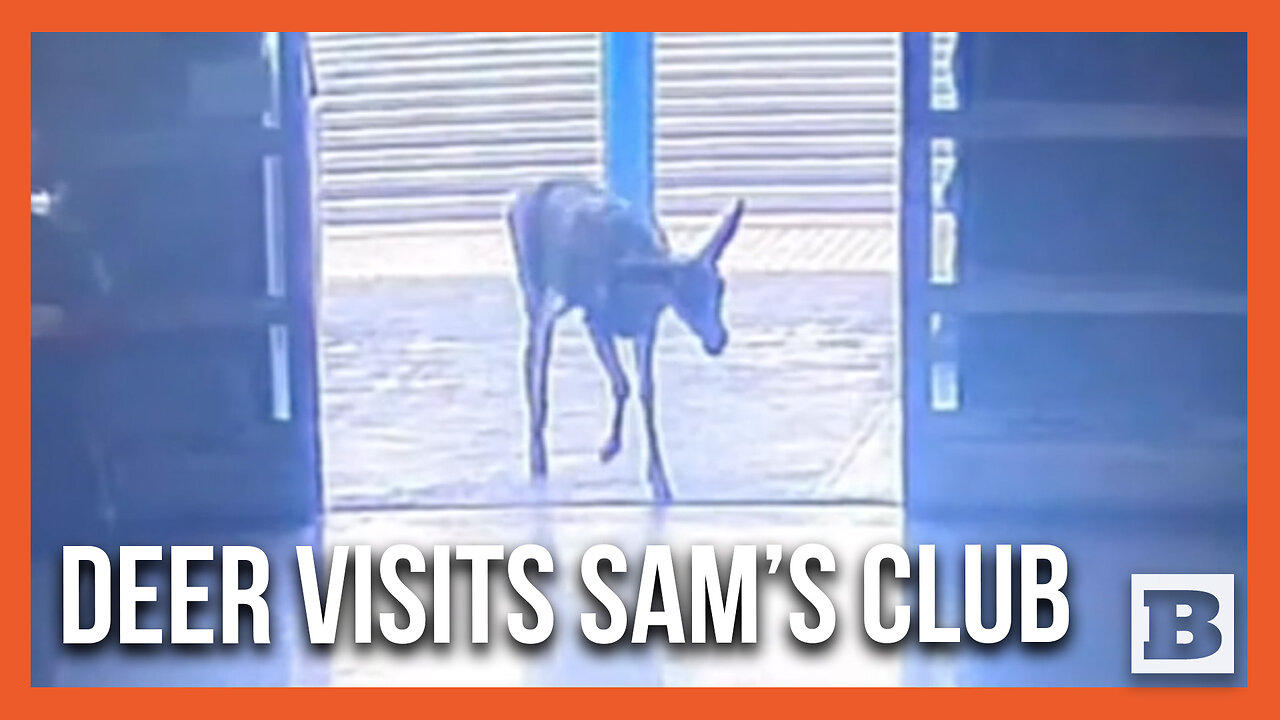 Police Chase Deer Who Wandered into California - One News Page VIDEO