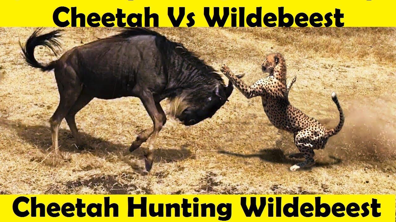 Cheetah Hunting Wildebeest. Cheeta Vs Wildbeest - One News Page VIDEO