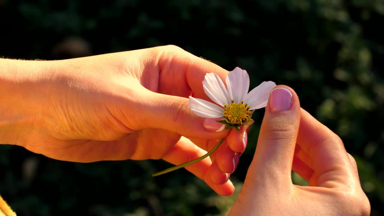 Person plucking petals from a chamomile flower - One News Page VIDEO
