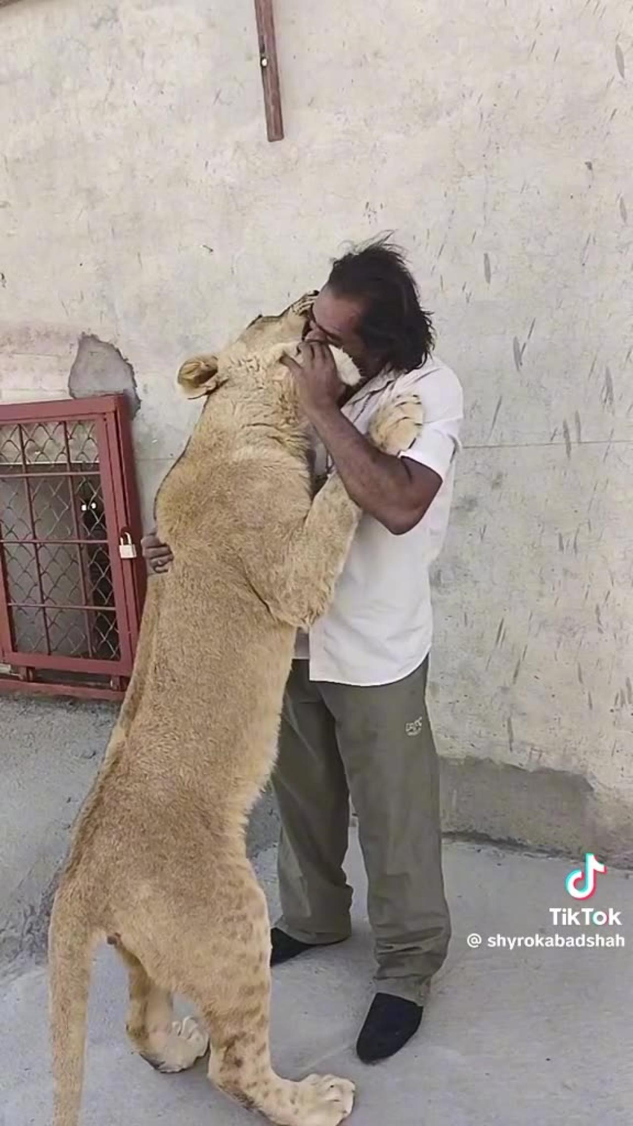 Human and lion love video Amazing - One News Page VIDEO