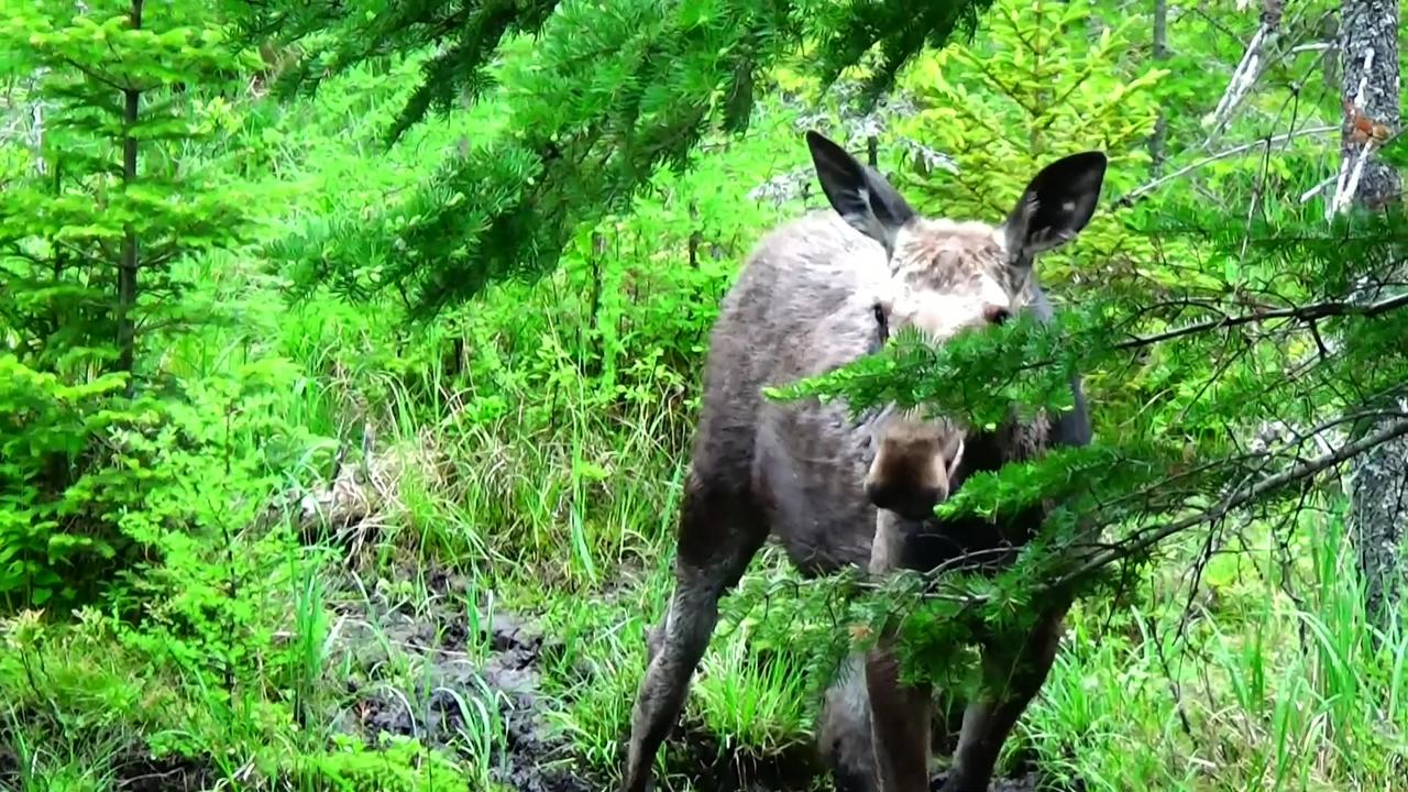 Moose on the Loose - One News Page VIDEO