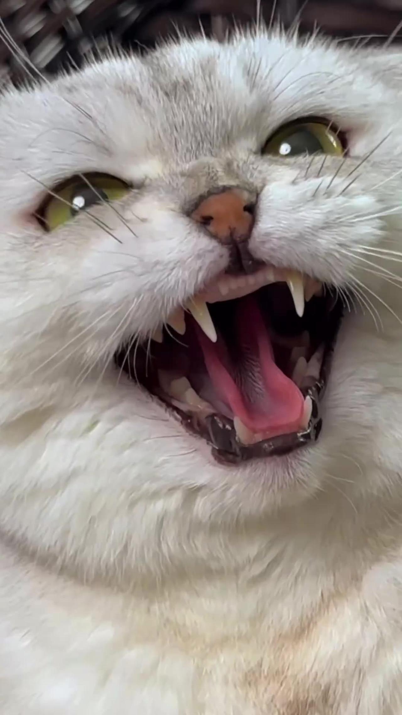 Scary funny cat laugh - One News Page VIDEO