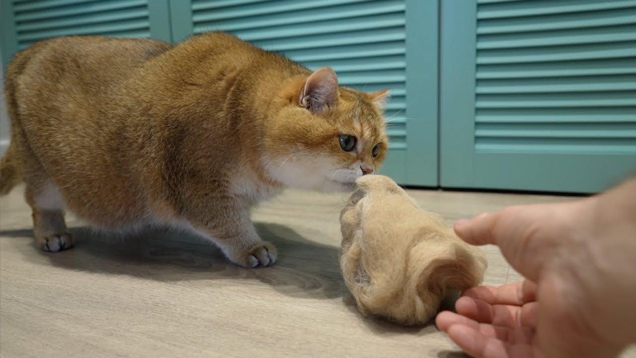 How to quickly make a cat out of wool. - One News Page VIDEO