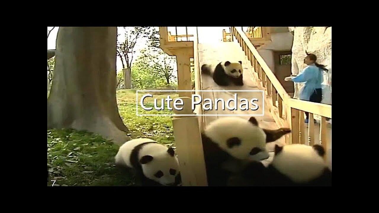 cute panda Sliding video,Funny Baby Panda Show, - One News Page VIDEO